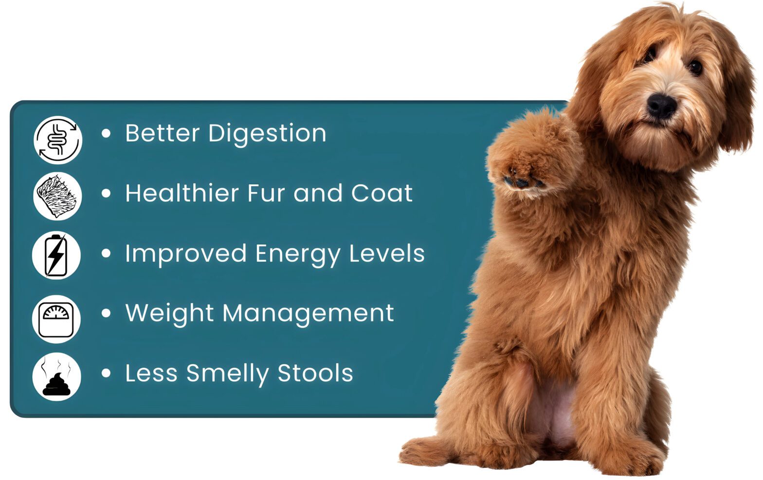 Dogo Argentino Puppies For Sale in India At Best Prices | Puppiezo