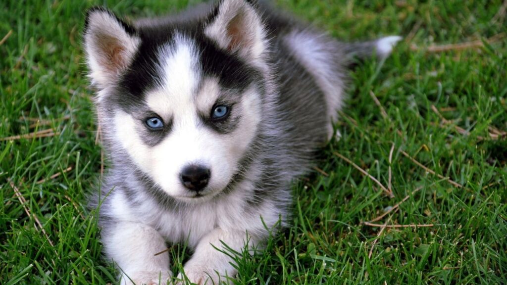 Siberian Husky Puppies For Sale in India At Best Prices | Puppiezo