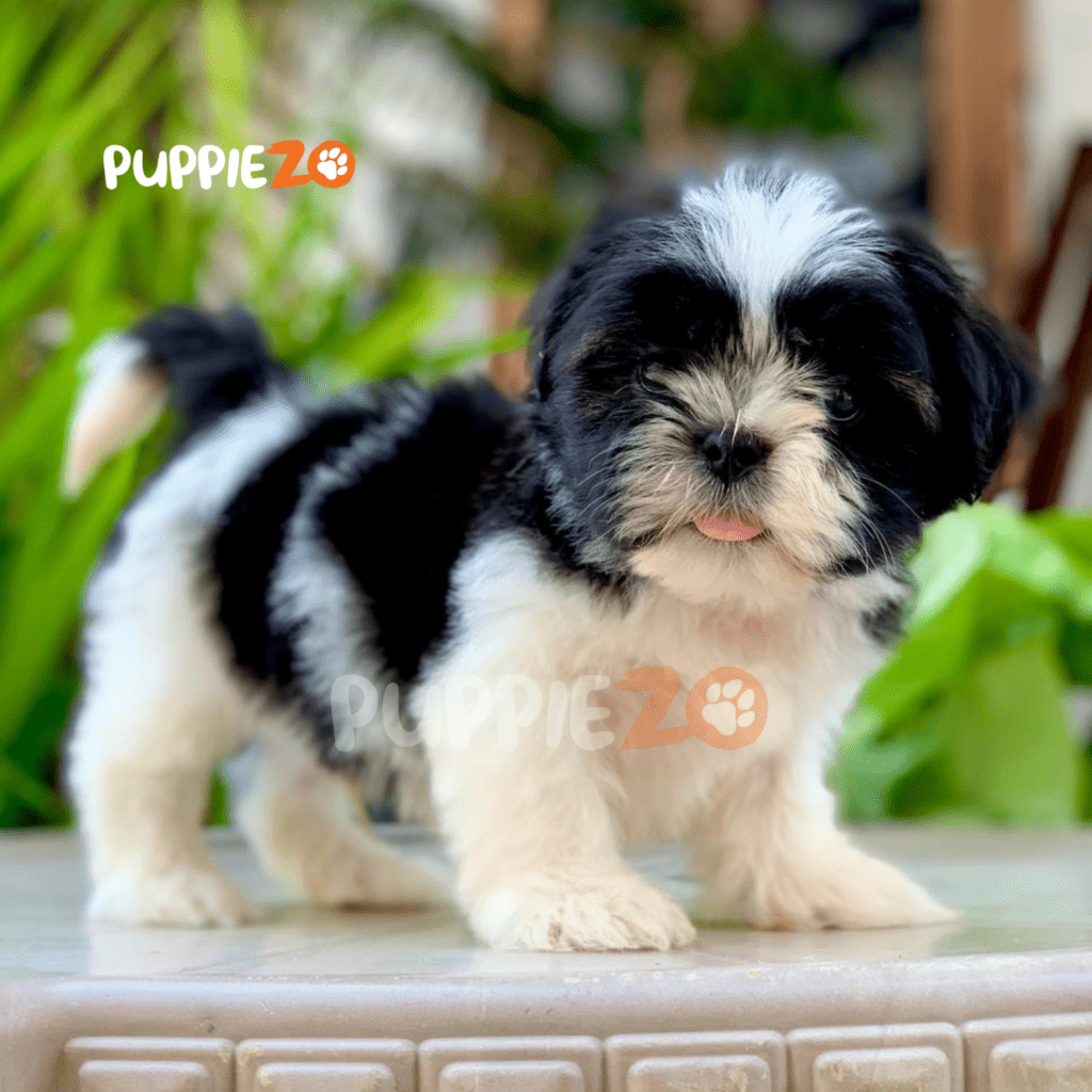 Buy Shih Tzu Puppies – Healthy, Playful & Purebred Dogs with KCI Papers