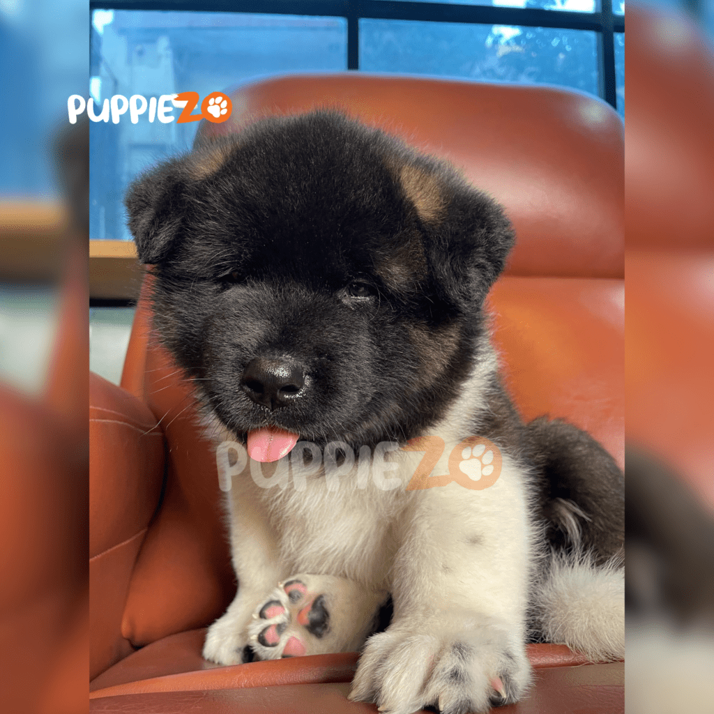 Akita Dog Price – Buy Rare, Powerful & Loyal Japanese Akita Puppies in ...