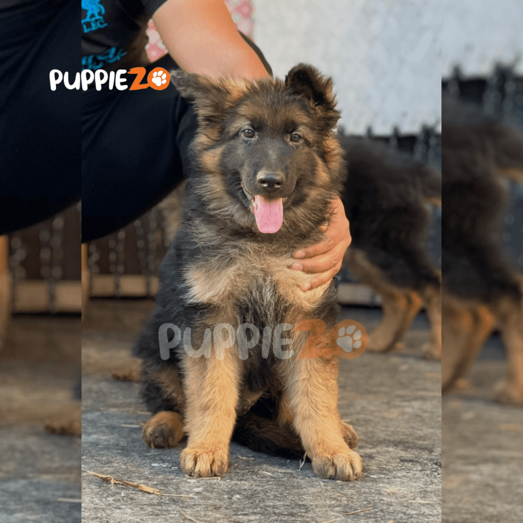 German Shepherd Long Coat Puppies For Sale in India At Best Prices ...