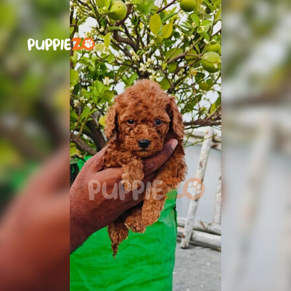 Toy Poodle Price – Elegant, Loyal & Certified Toy Poodles Available Online