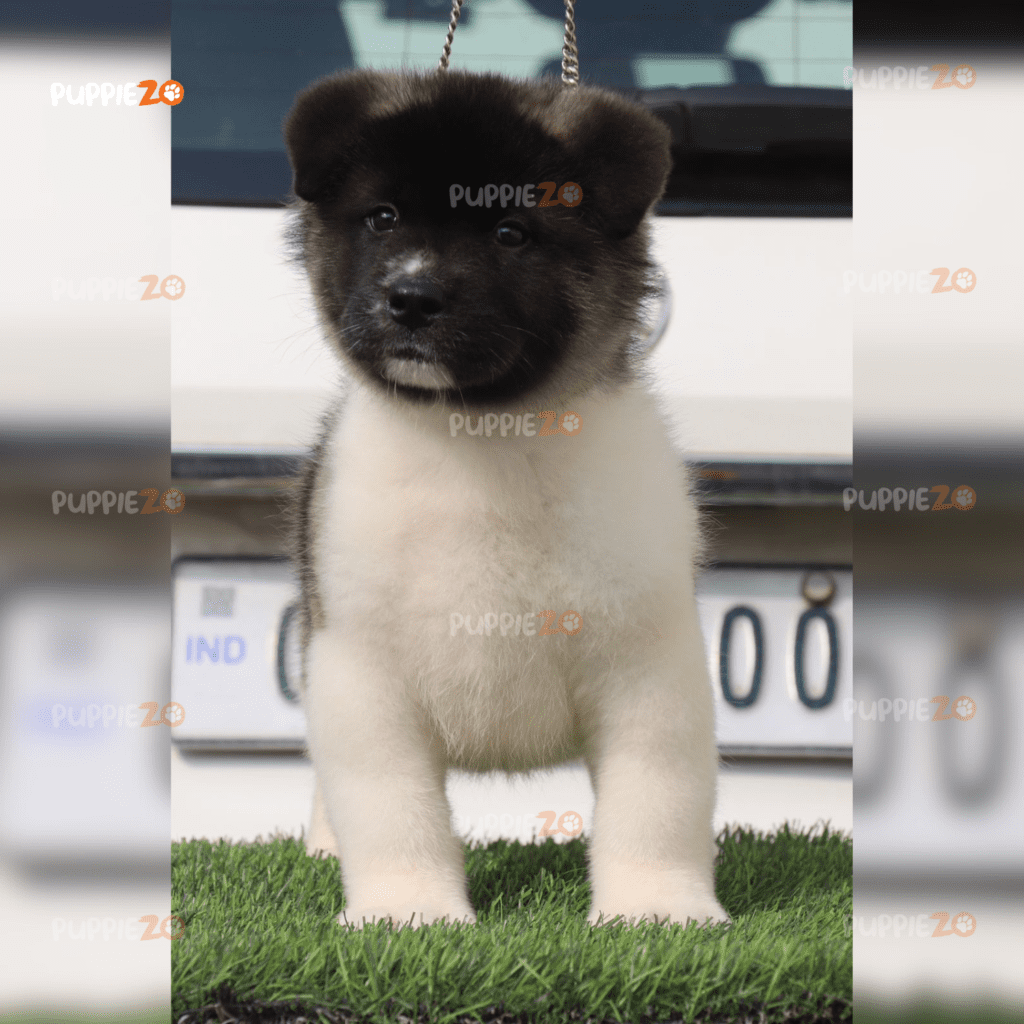 Akita Dog Price – Buy Rare, Powerful & Loyal Japanese Akita Puppies in ...