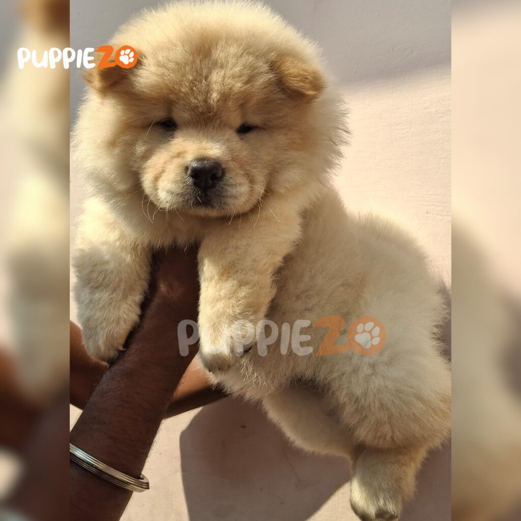 Buy Dogs Online: Puppies & Dogs For Sale in Delhi NCR, India