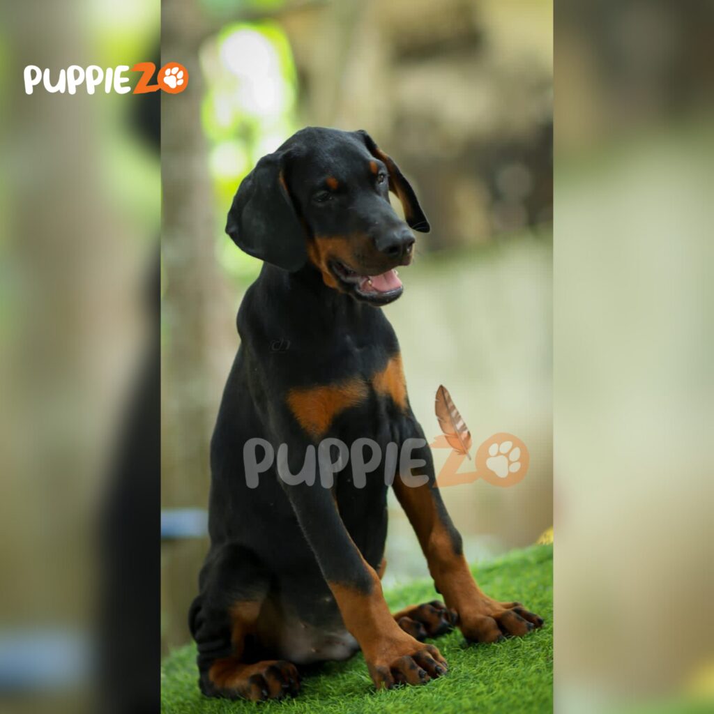 Doberman Pinscher Puppies For Sale in India At Best Prices | Puppiezo