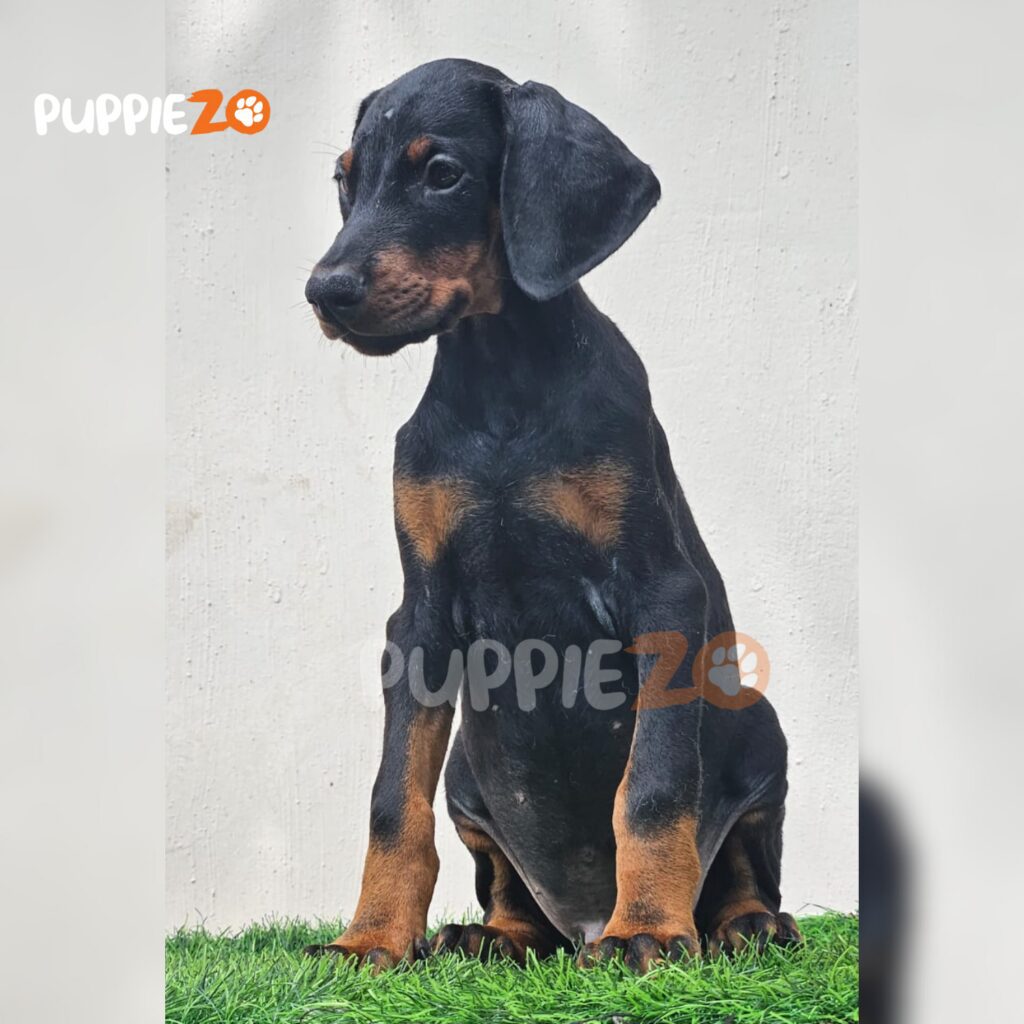 Doberman Pinscher Puppies For Sale in India At Best Prices | Puppiezo