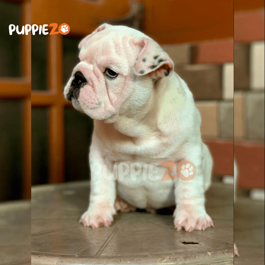 English Bulldog Puppy Price – Loyal, Easygoing & KCI Certified Puppies ...