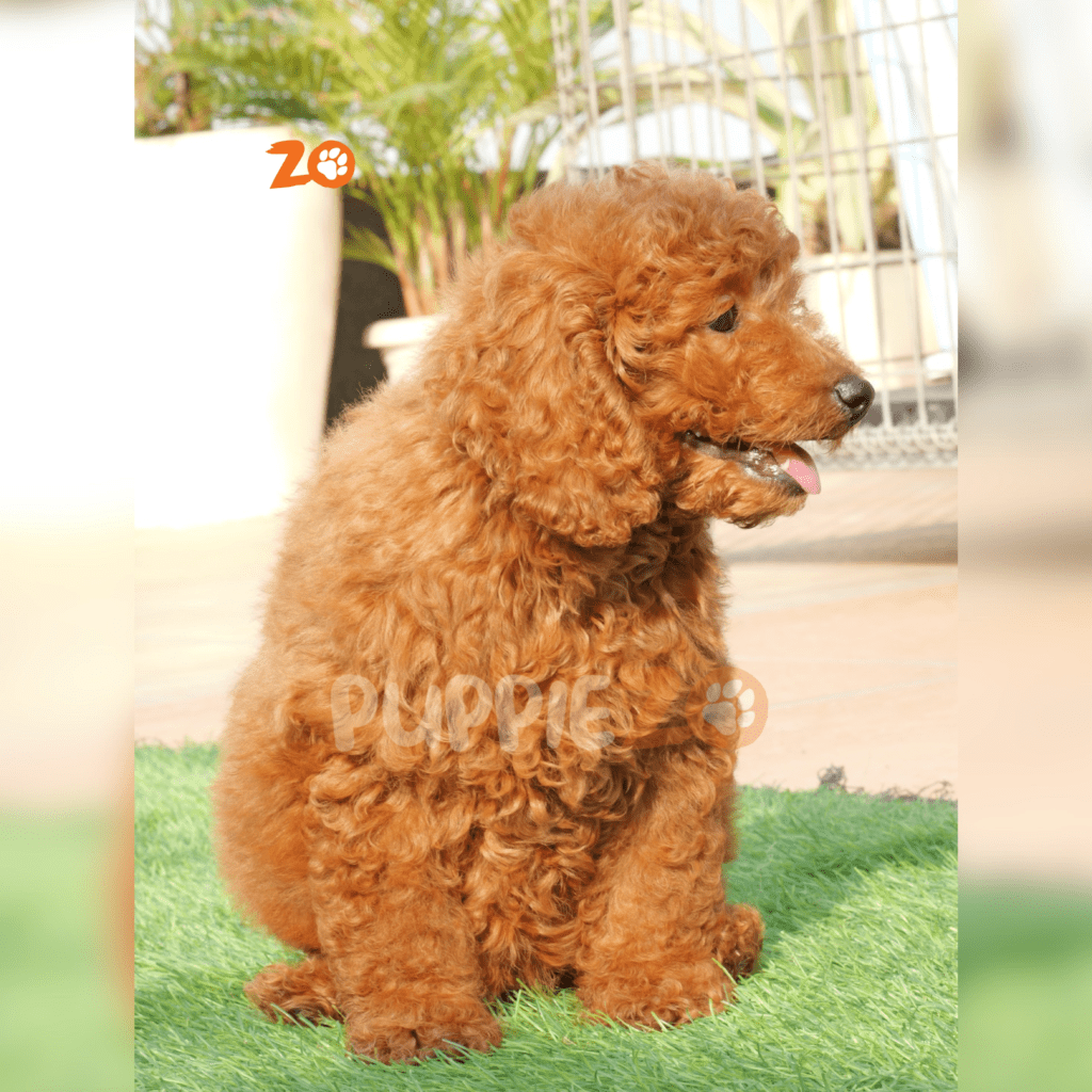 Goldendoodle Dog Price – Healthy, Adorable & Certified Designer Puppies ...