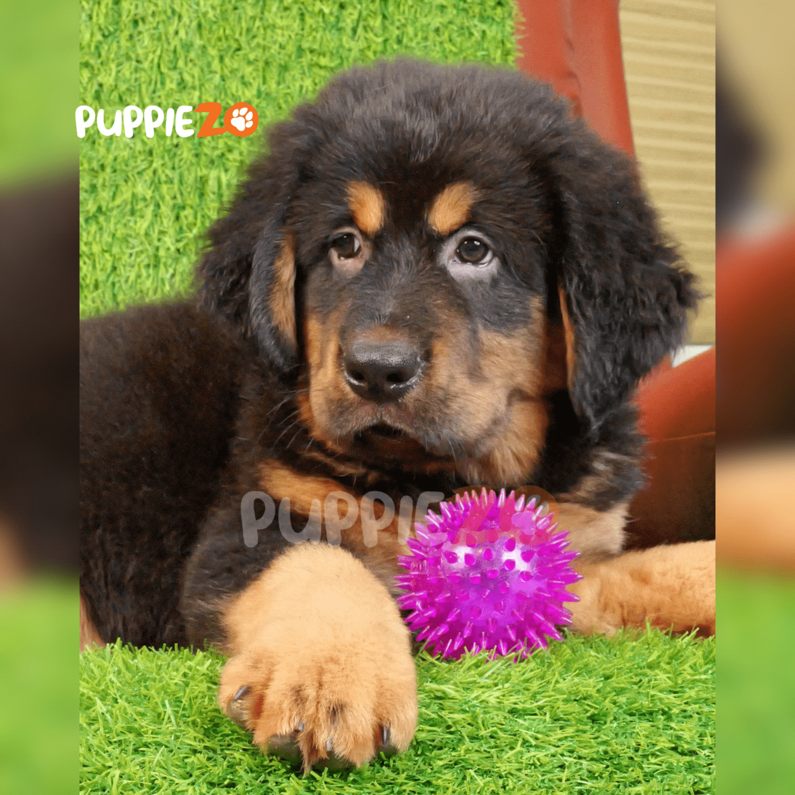 Buy Rare, Purebred & KCI Registered Tibetan Mastiff Puppies – Puppiezo