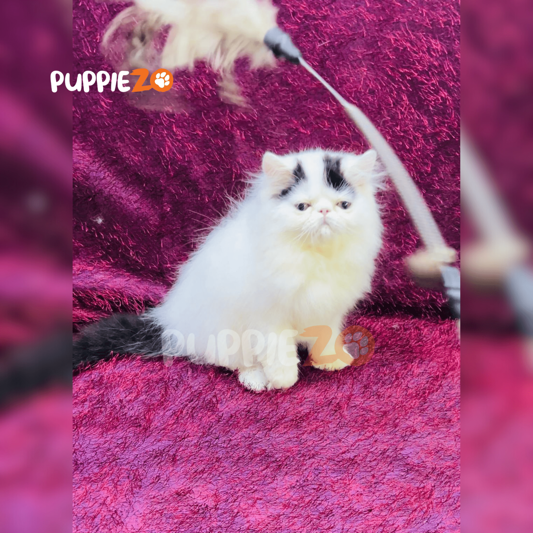 Persian Cat Punch Face Price – Buy Punch Face Persian Cats Online in India