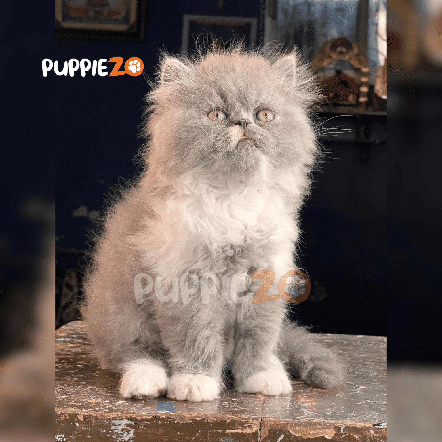Persian Cat Punch Face Price – Buy Punch Face Persian Cats Online in India