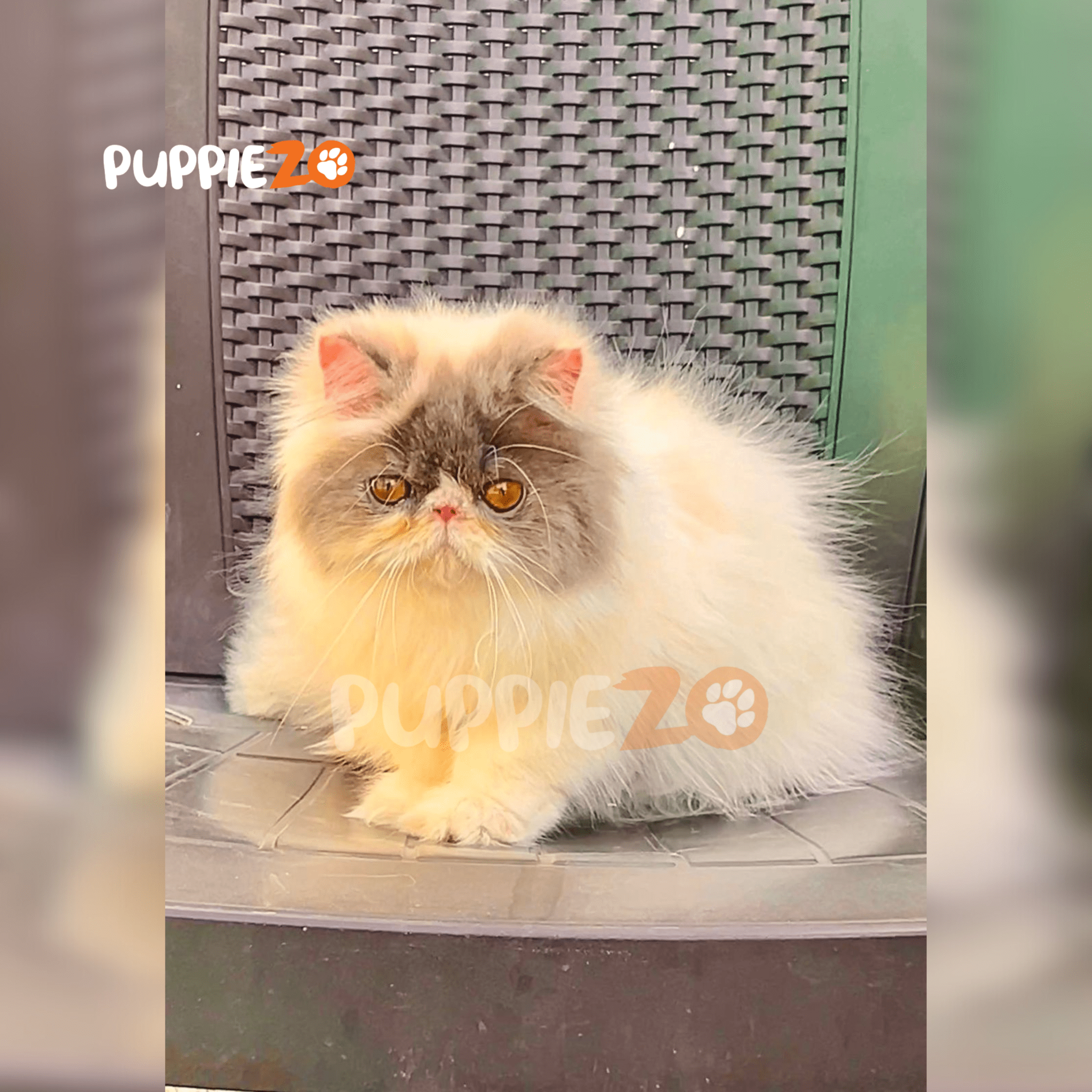 Persian Kitten For Sale In India | Persian Cat Price In India