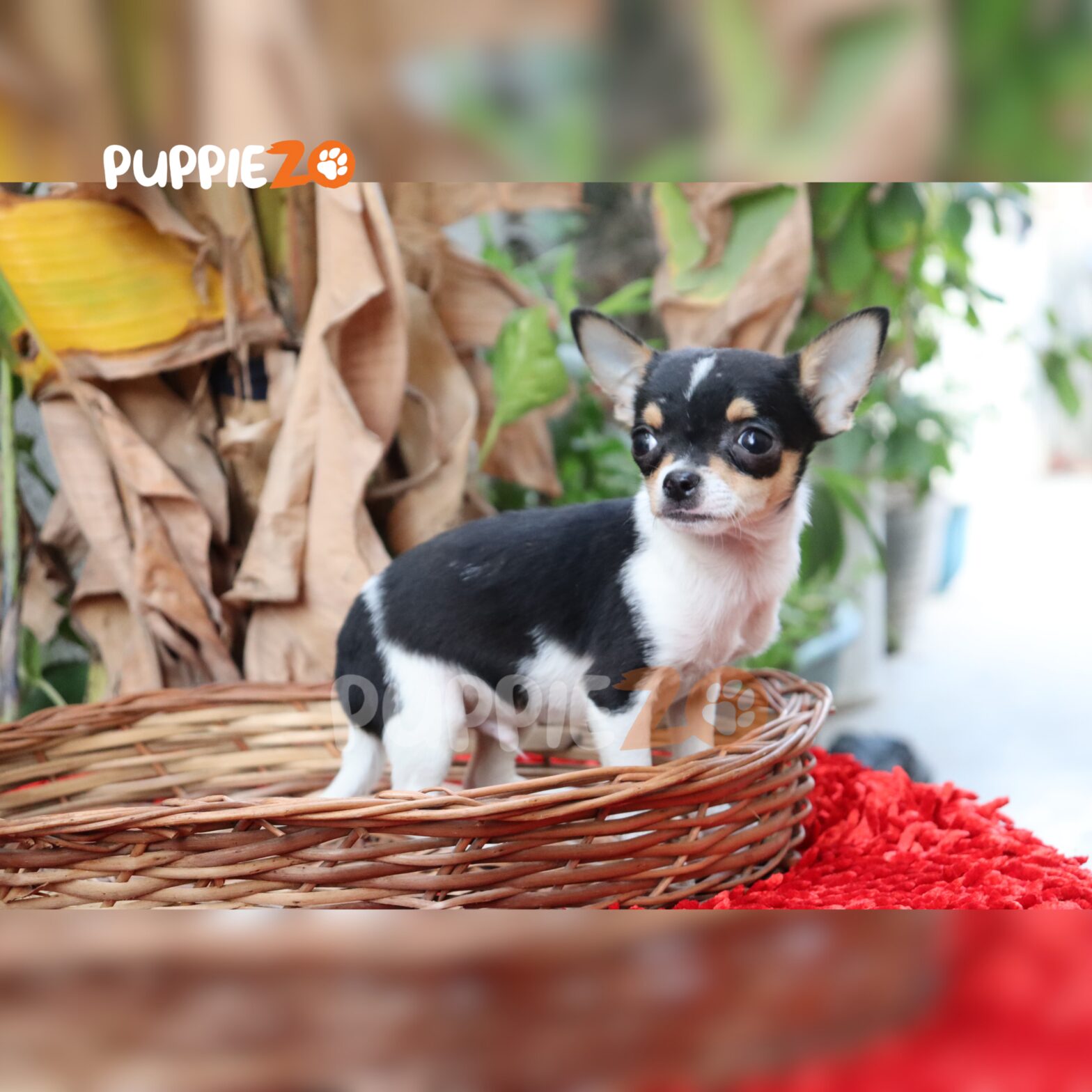 Chihuahua Puppies For Sale in India At Best Prices | Puppiezo