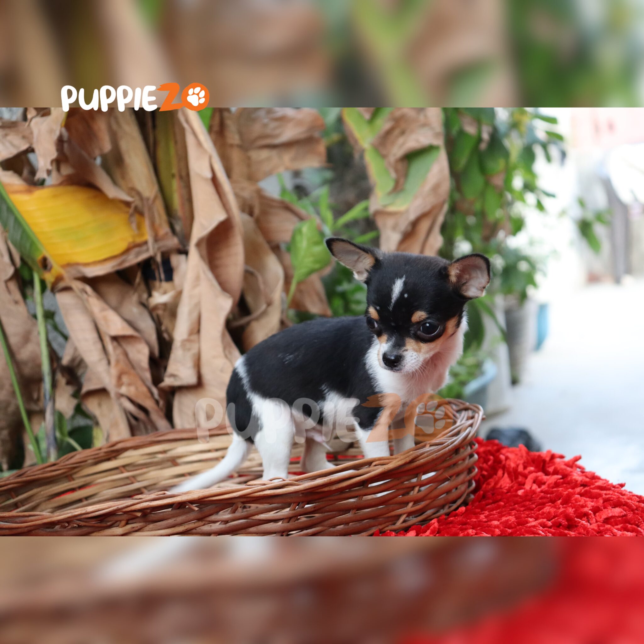 Ocean Dog Price – Rare Ocean Breed Puppies for Sale in India at Best Price