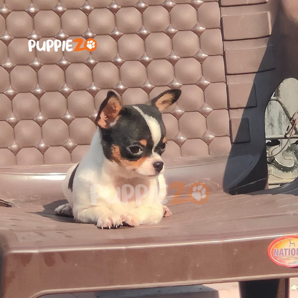 Chihuahua Puppies For Sale in India At Best Prices | Puppiezo