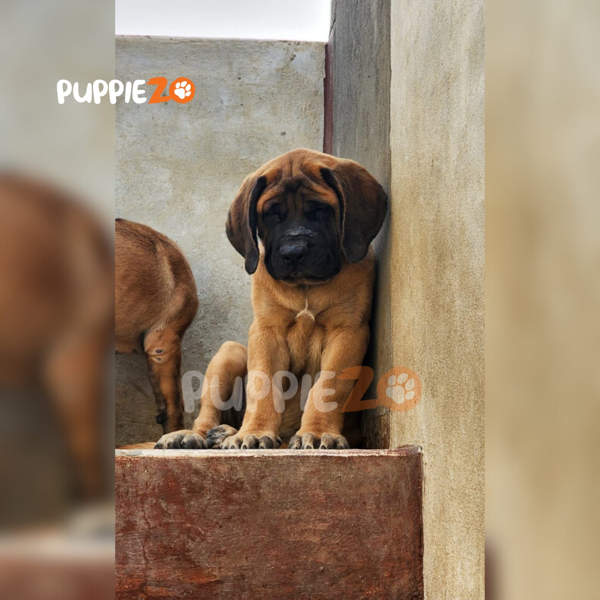 Queso Dog Price – Buy Rare Queso Breed Puppies at Best Prices in India