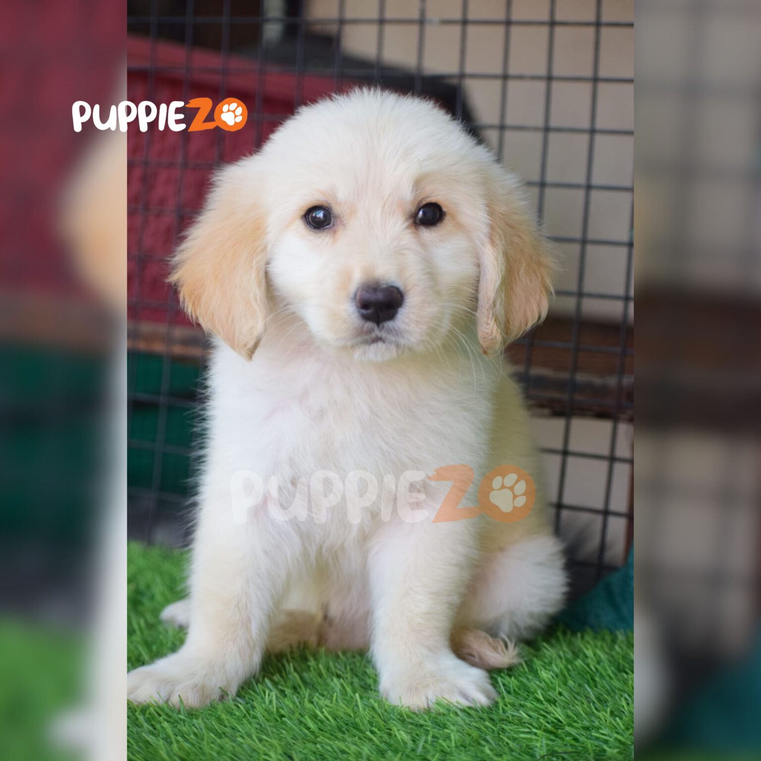 Buy Canadian Retriever Puppies for Sale in India At Best Prices | Puppiezo