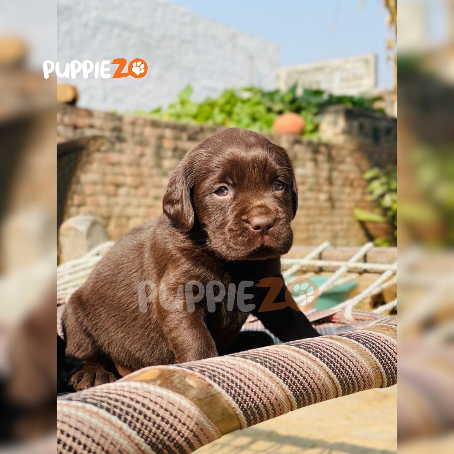Labrador Retriever Black Puppies For Sale in India At Best Prices ...