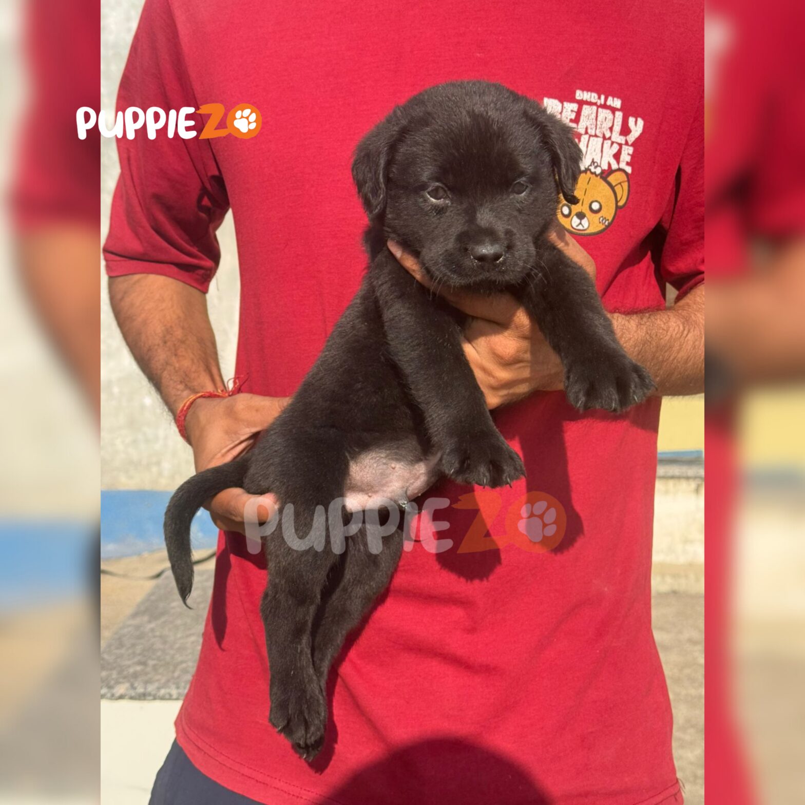 Labrador Retriever Black Puppies For Sale in India At Best Prices ...