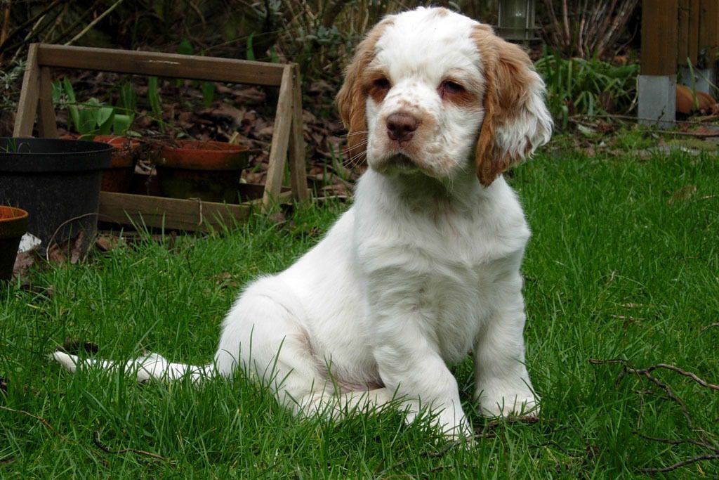 Clumber Spaniel Puppies For Sale in India At Best Prices | Puppiezo
