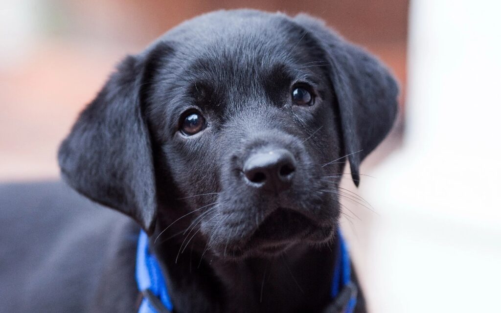 Labrador Puppies For Sale in India At Best Prices | Puppiezo