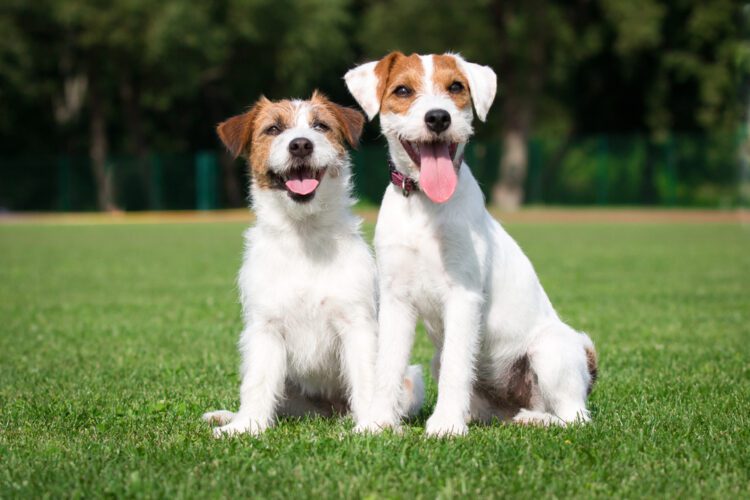 Parson Russell Terrier For Sale in Delhi NCR, India - Puppiezo