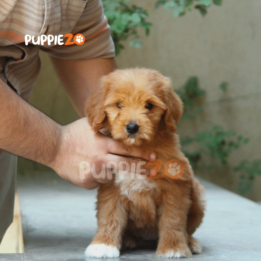Maltipoo Price – Buy Small, Smart & Hypoallergenic Maltipoo Puppies ...