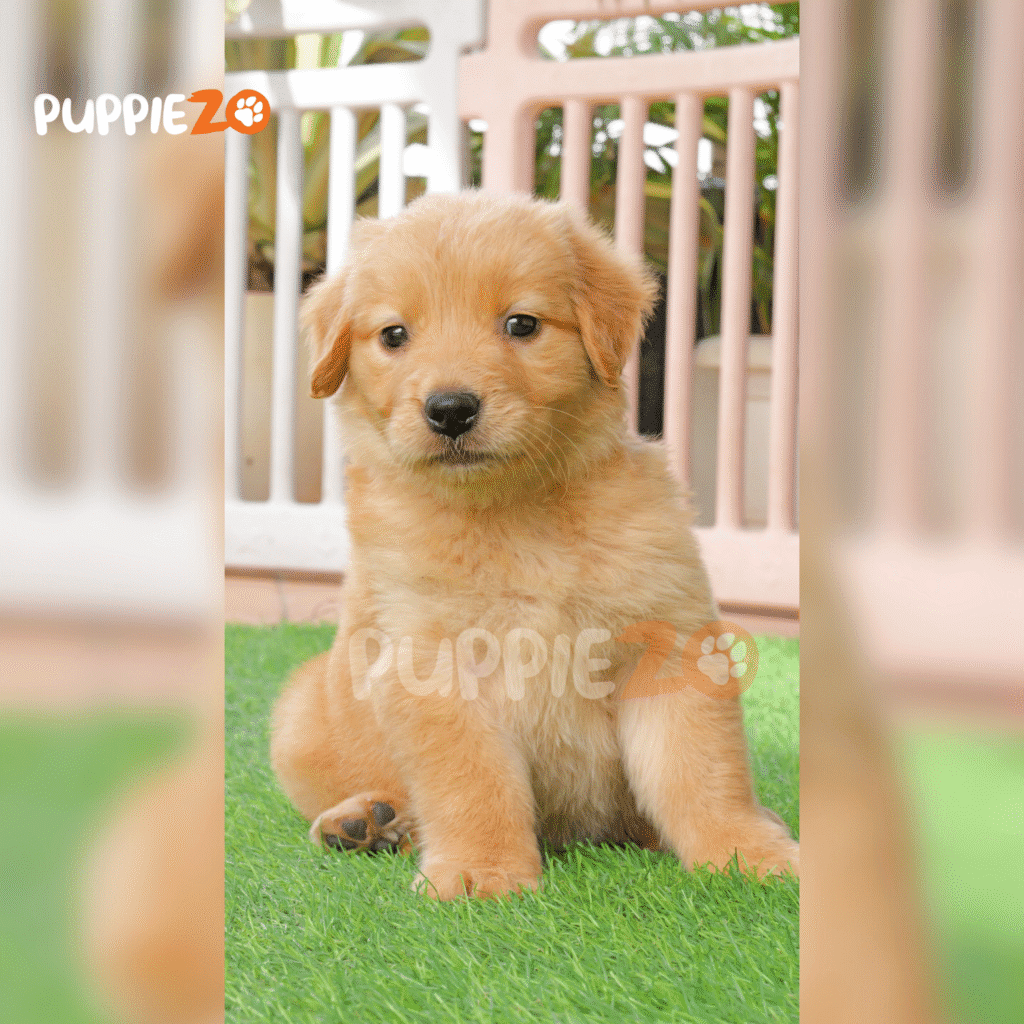Buy Dogs Online: Puppies & Dogs For Sale in Delhi NCR, India