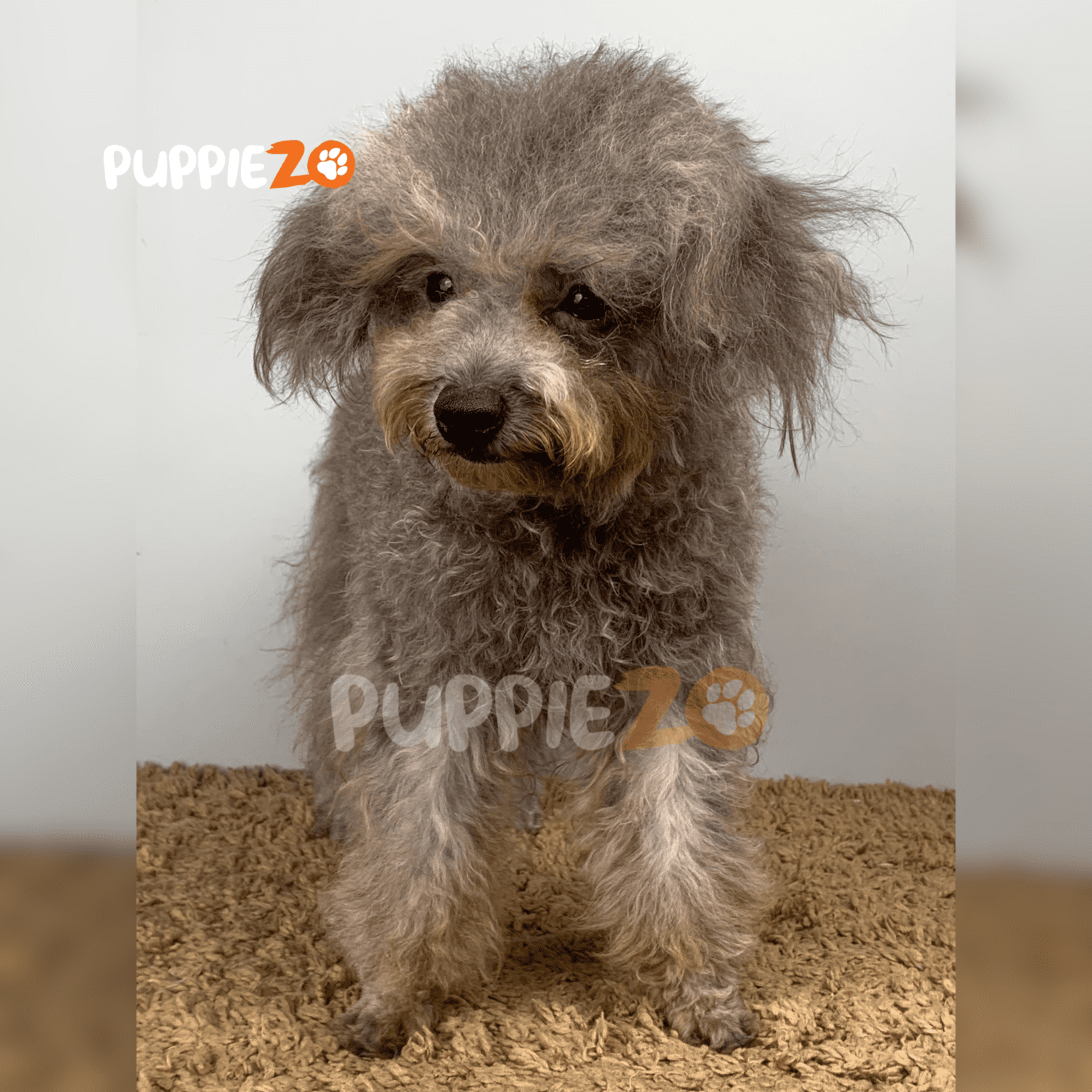 Miniature Poodle Price in India – Buy Playful Mini Poodle Puppies Online