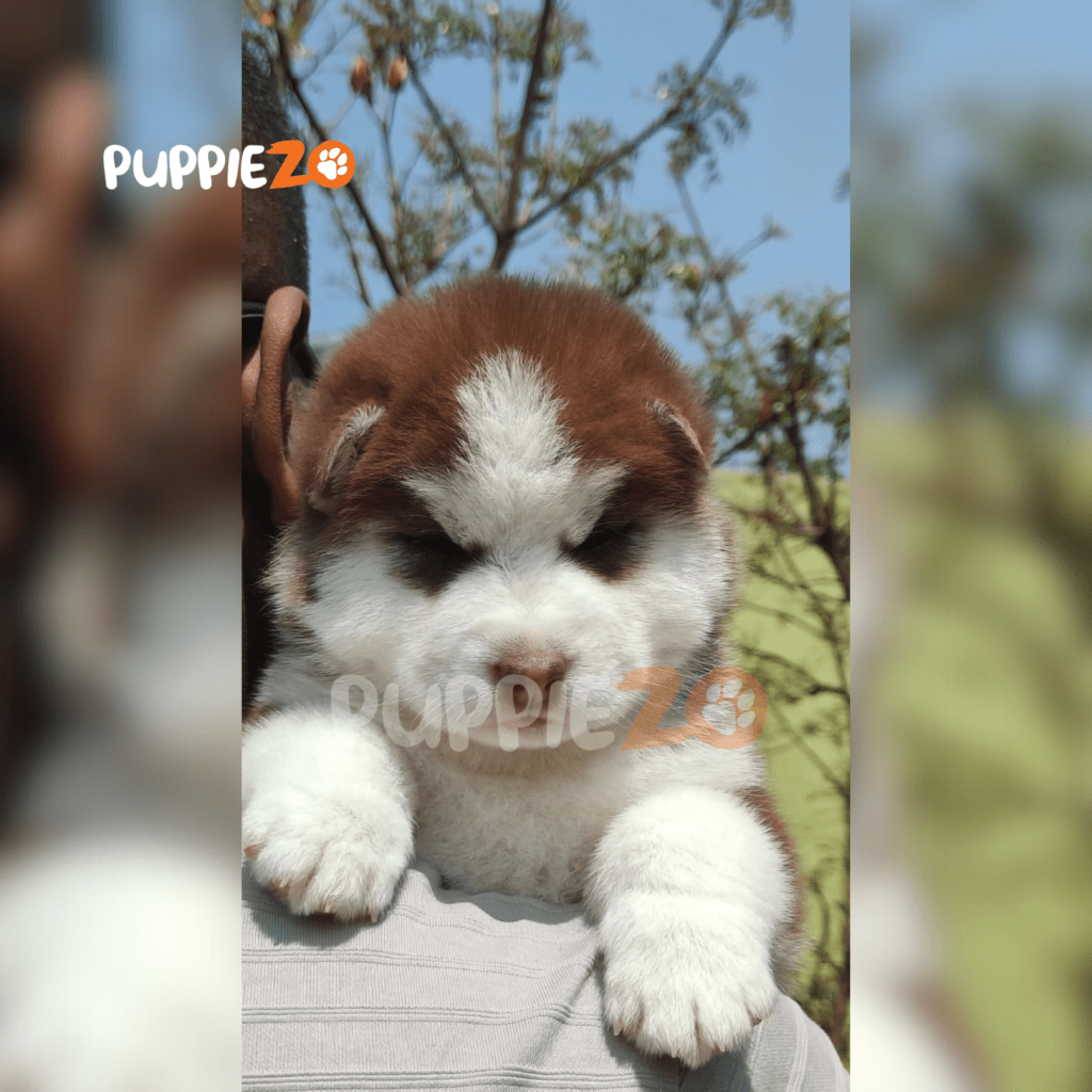 Buy Siberian Husky Puppies – Energetic, Loyal & Thick-Furred Arctic Dogs