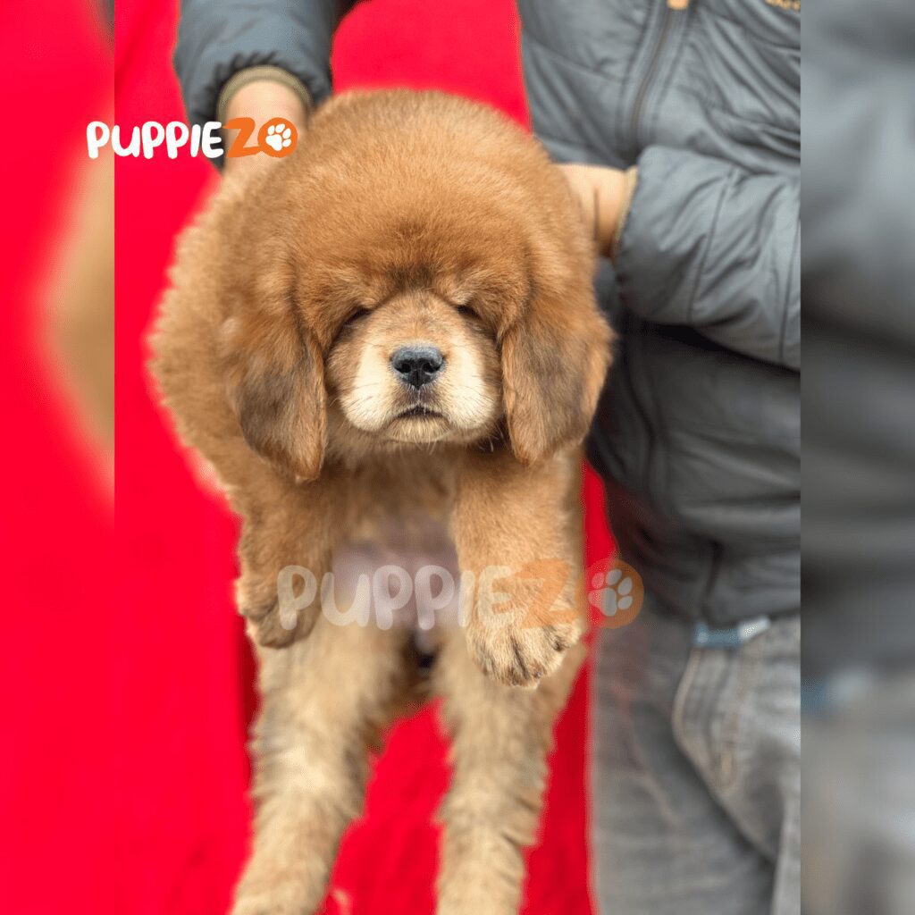 Tibetan Mastiff Price – Majestic, Loyal & KCI Certified Mastiff Puppies ...