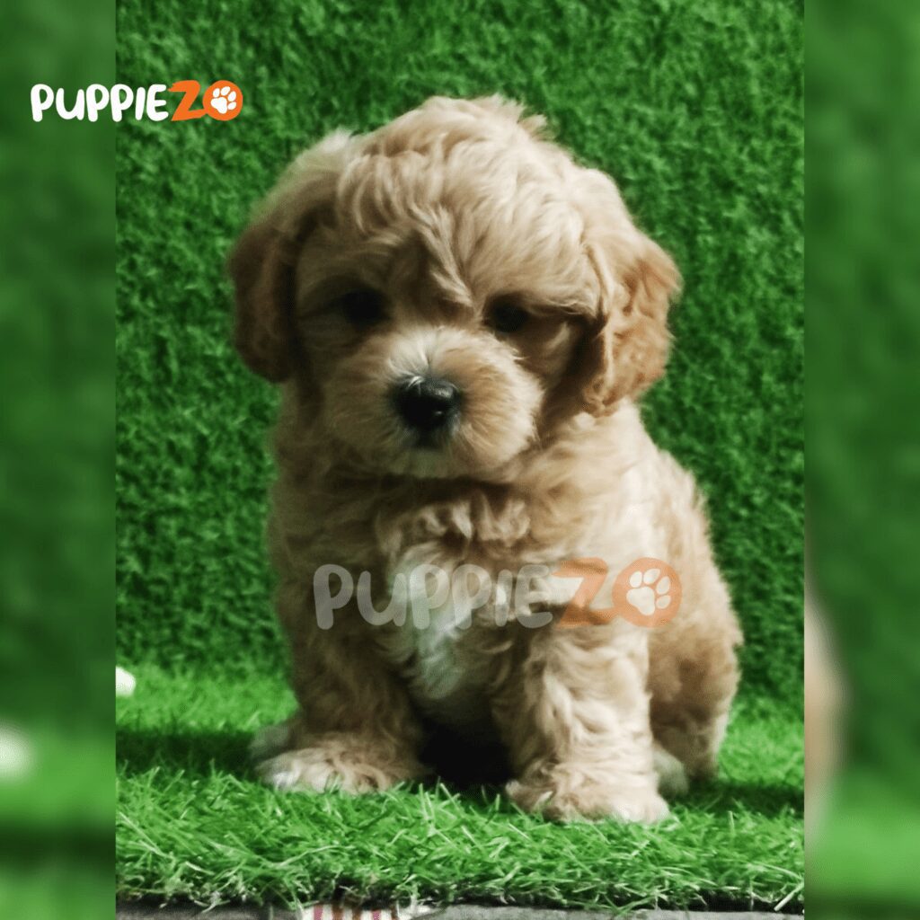 Matipoo Puppies for Sale Near You in Chennai at the Best Prices