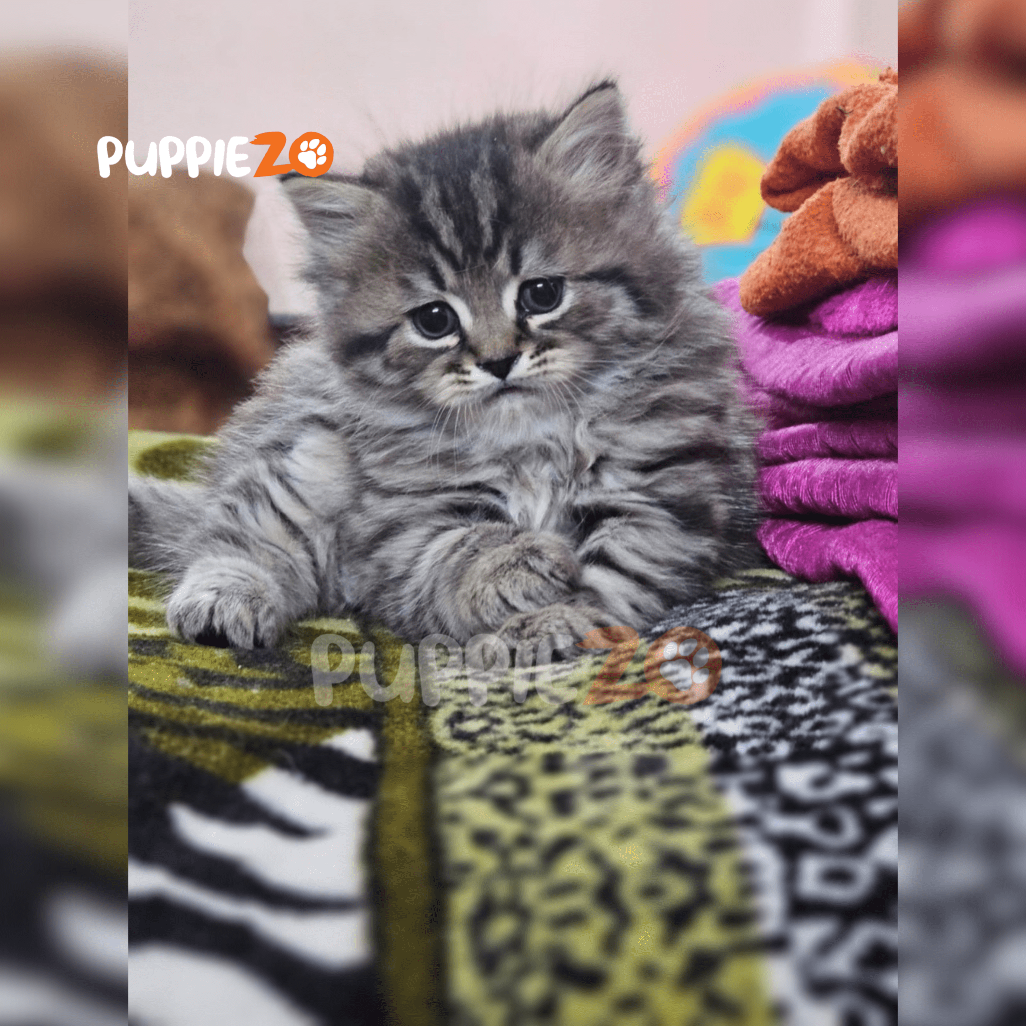 Buy Purebred Kittens & Cats for Sale in India | Puppiezo
