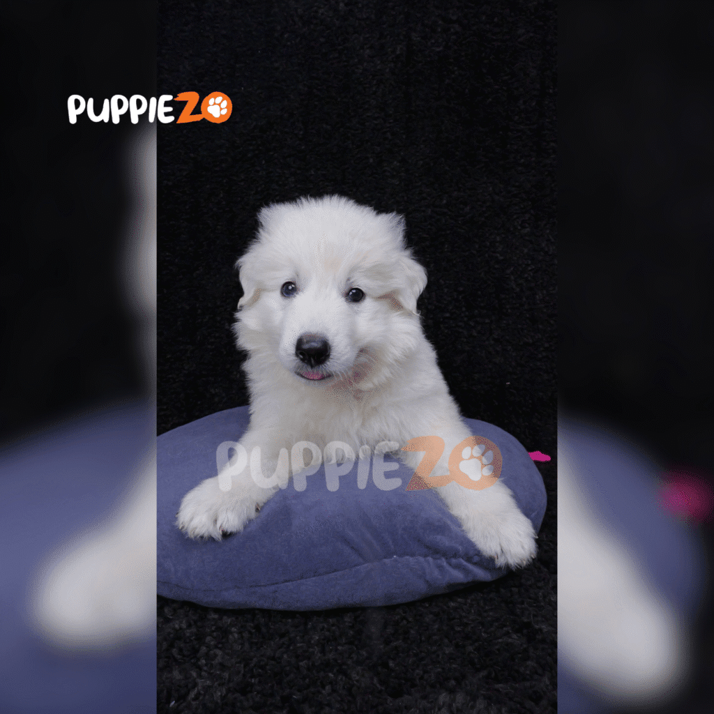 German Shepherd Price – Buy Loyal, KCI Registered Working Line GSDs in ...