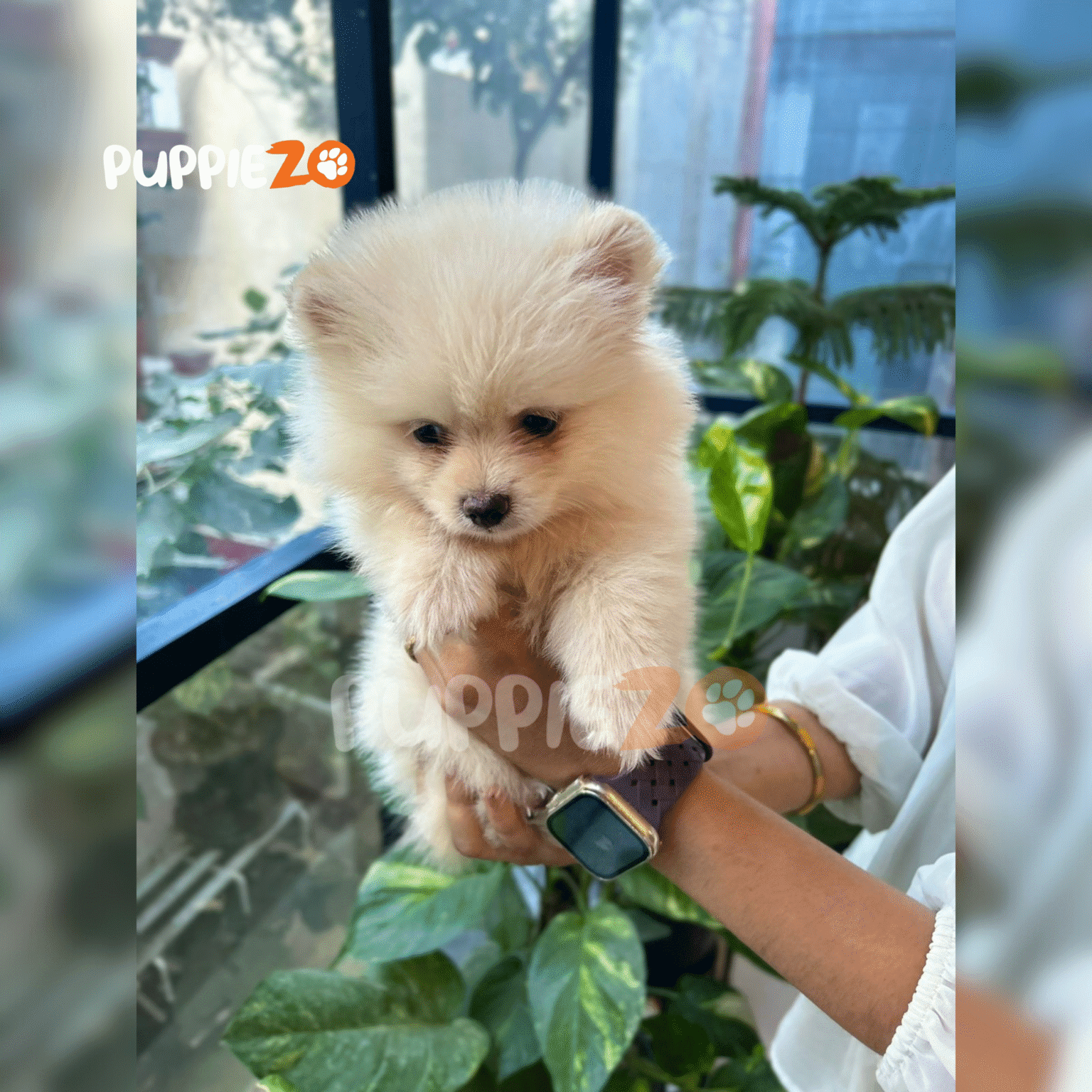 Toy Pom Puppies For Sale in India At Best Prices | Puppiezo