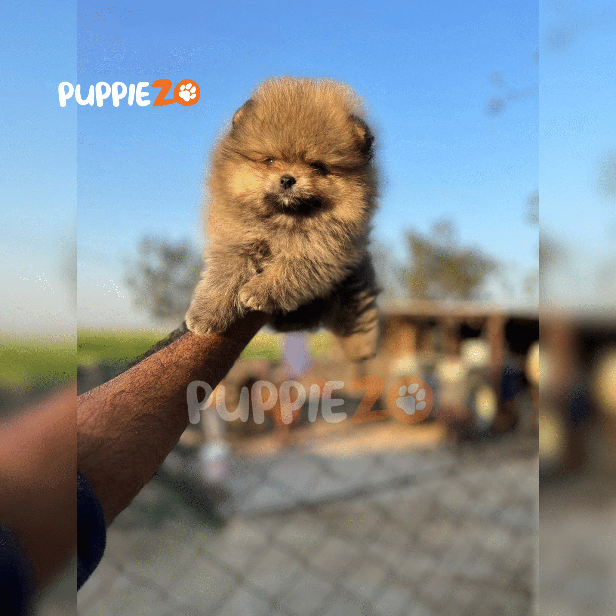 Toy Pom Puppies For Sale in India At Best Prices | Puppiezo