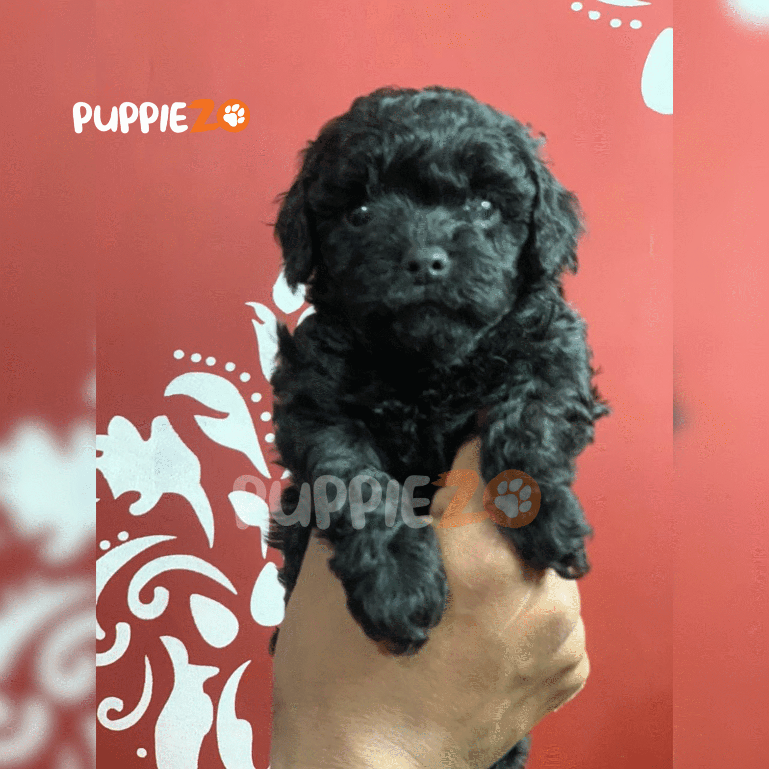Toy Poodle Price – Mini Toy Poodle Puppies for Sale in India with Delivery