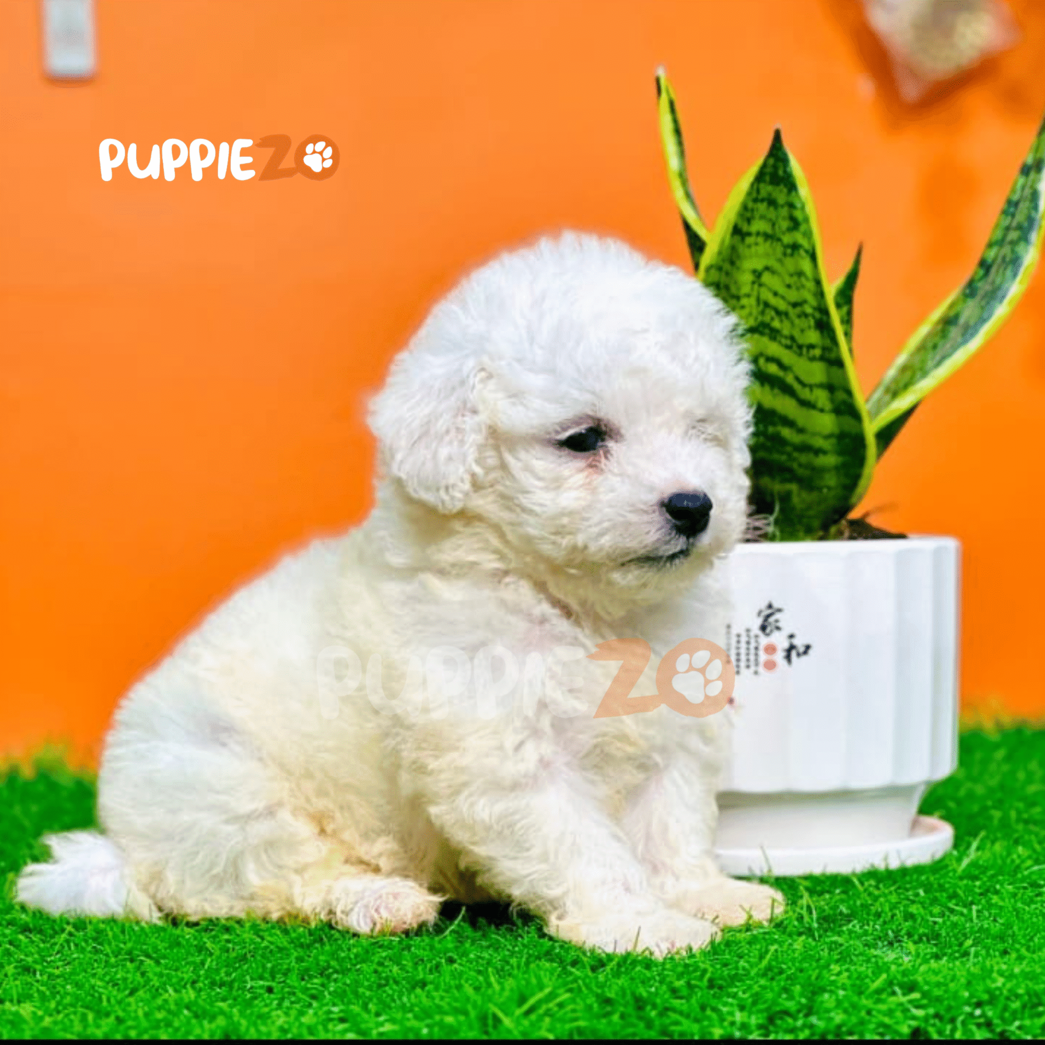 Toy Poodle Puppies For Sale in India At Best Prices | Puppiezo