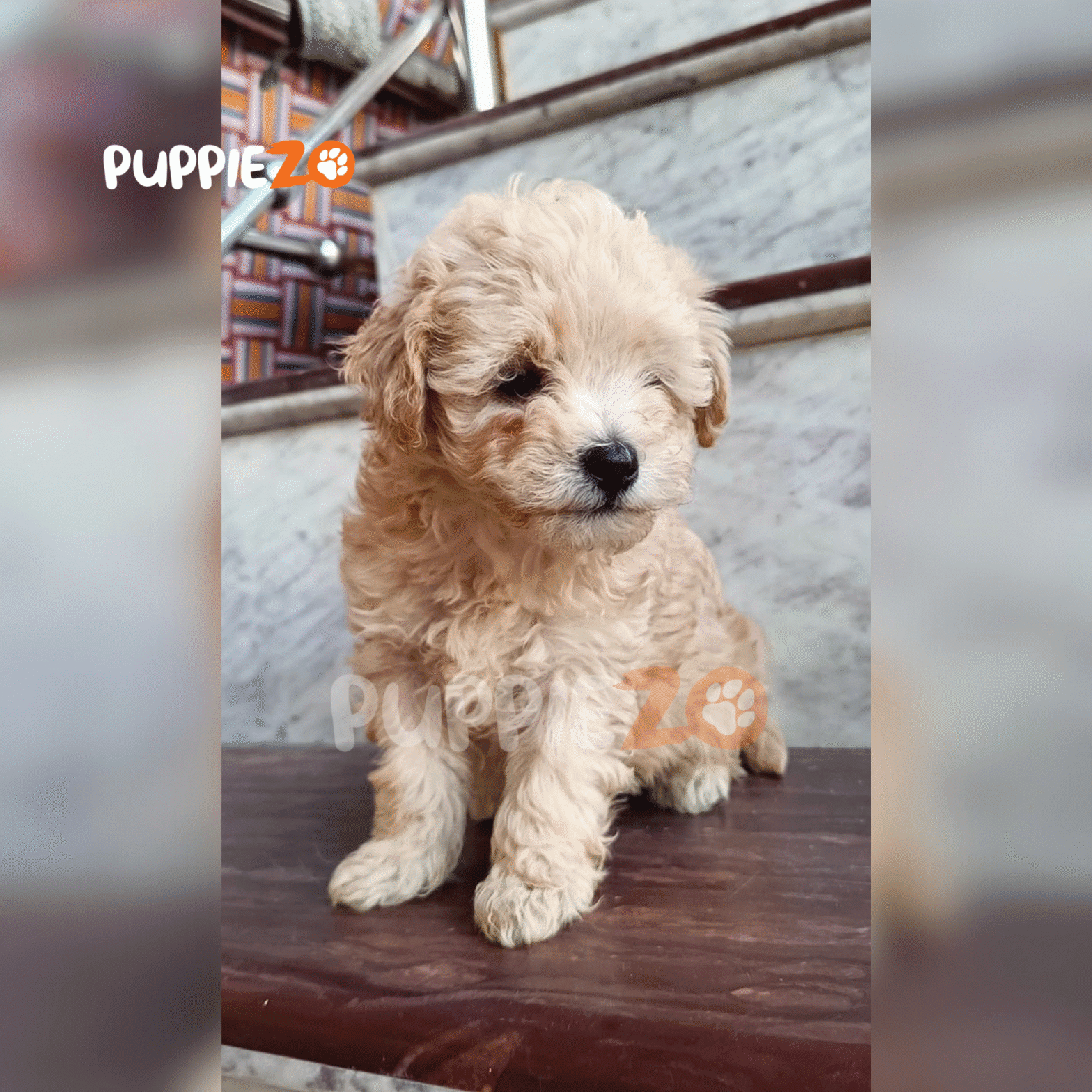 Toy Poodle Price – Mini Toy Poodle Puppies for Sale in India with Delivery