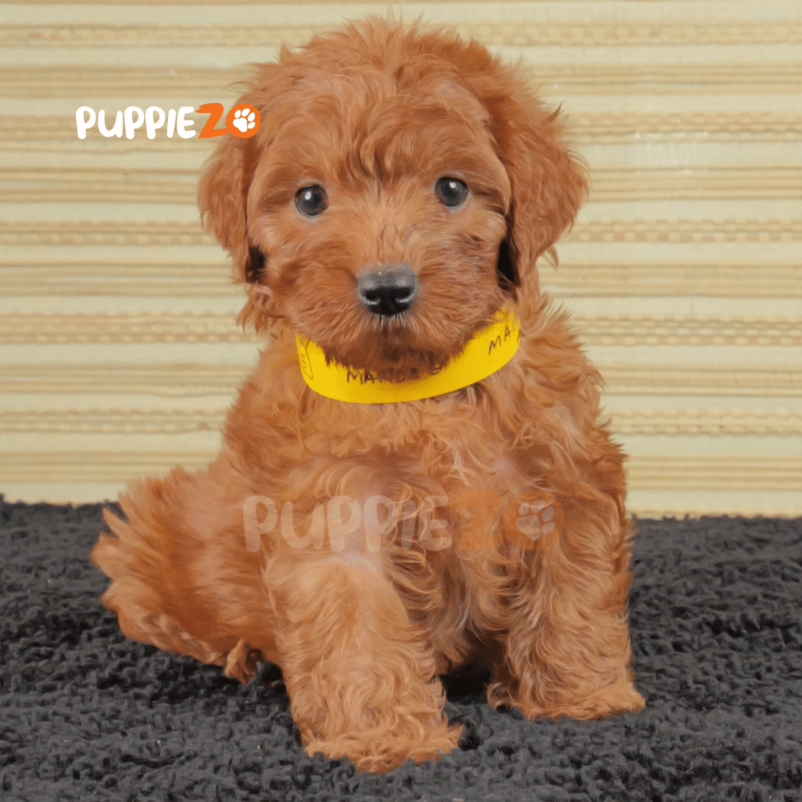 Toy Poodle Puppies For Sale in India At Best Prices | Puppiezo