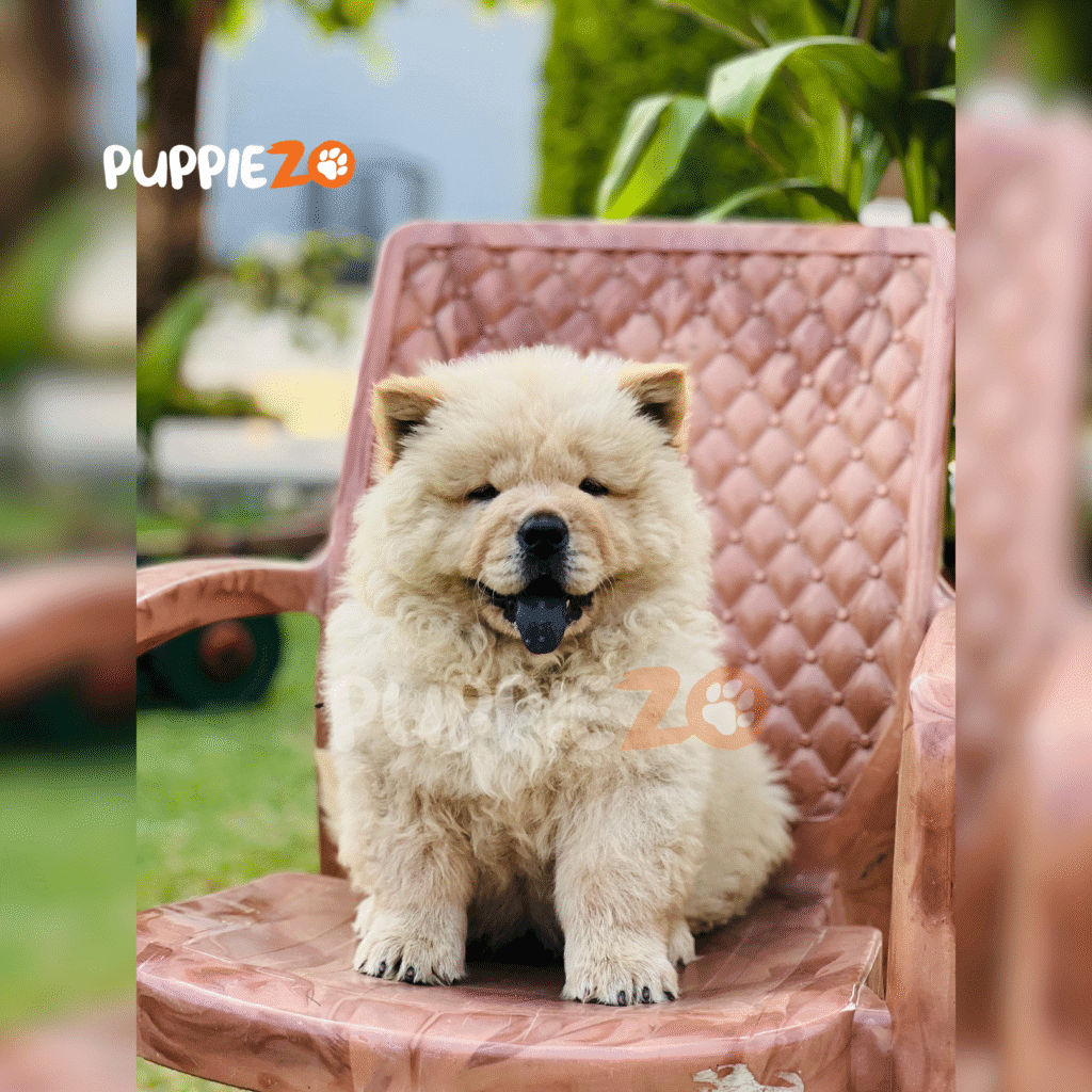 Chow Chow Price in India – Buy Fluffy Chow Chow Puppies from Verified ...
