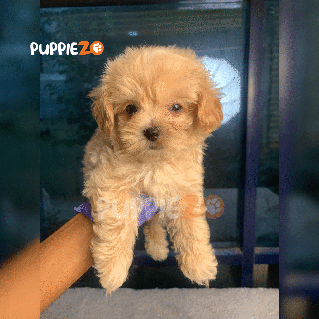 Maltipoo Price – Buy Cute, Playful & Purebred Maltipoo Puppies with ...