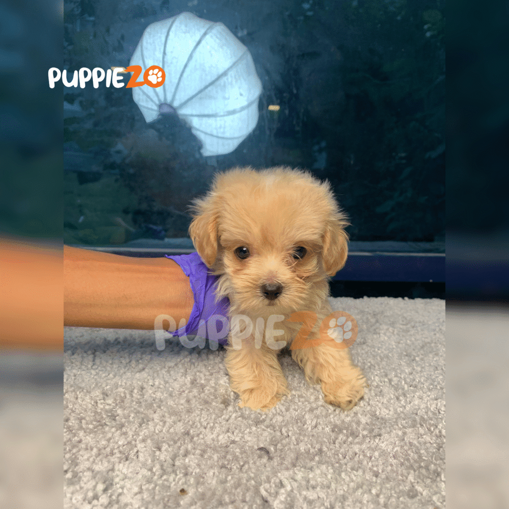 Maltipoo Price – Buy Cute, Playful & Purebred Maltipoo Puppies with ...