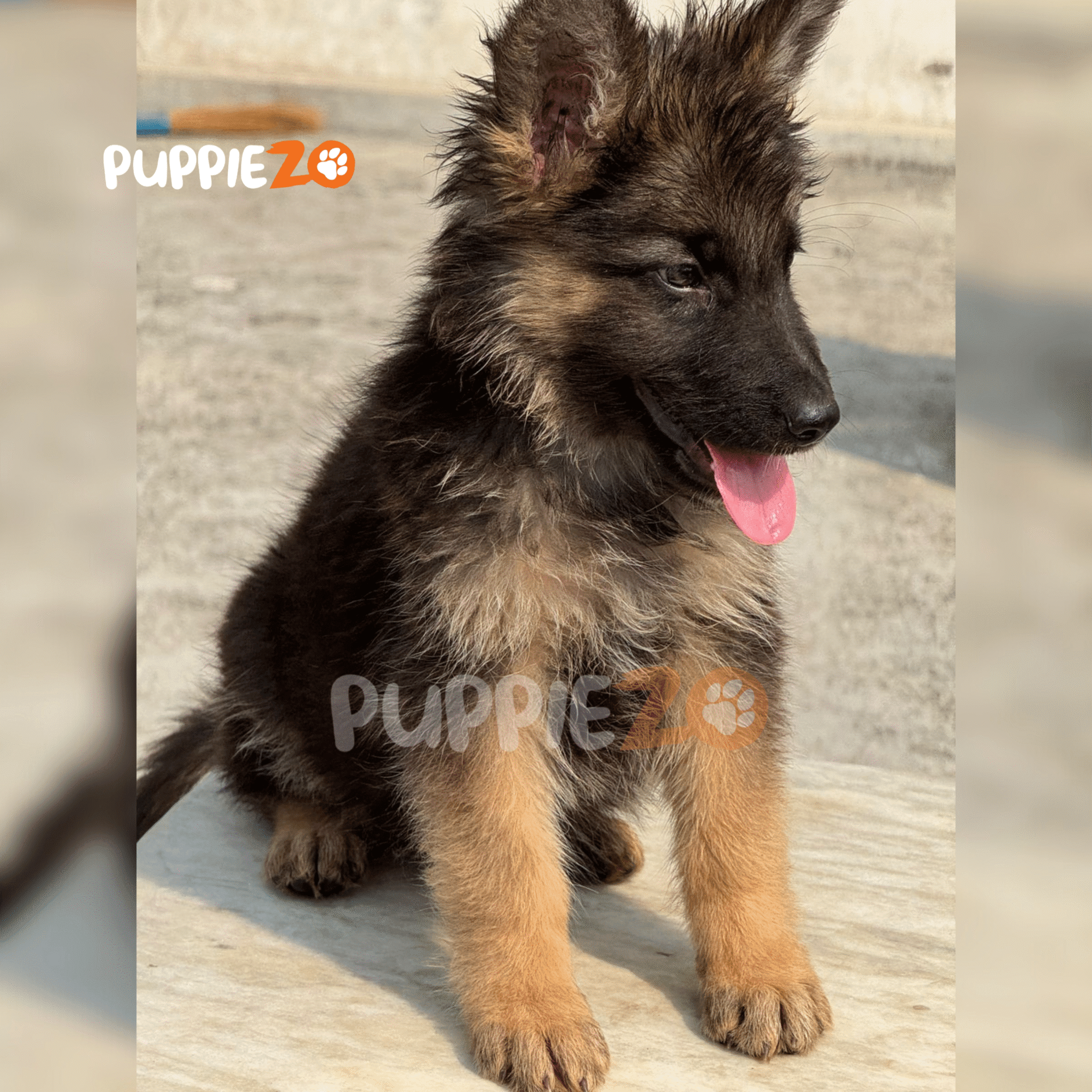 German Shepherd Working Line Puppies For Sale in India At Best Prices ...