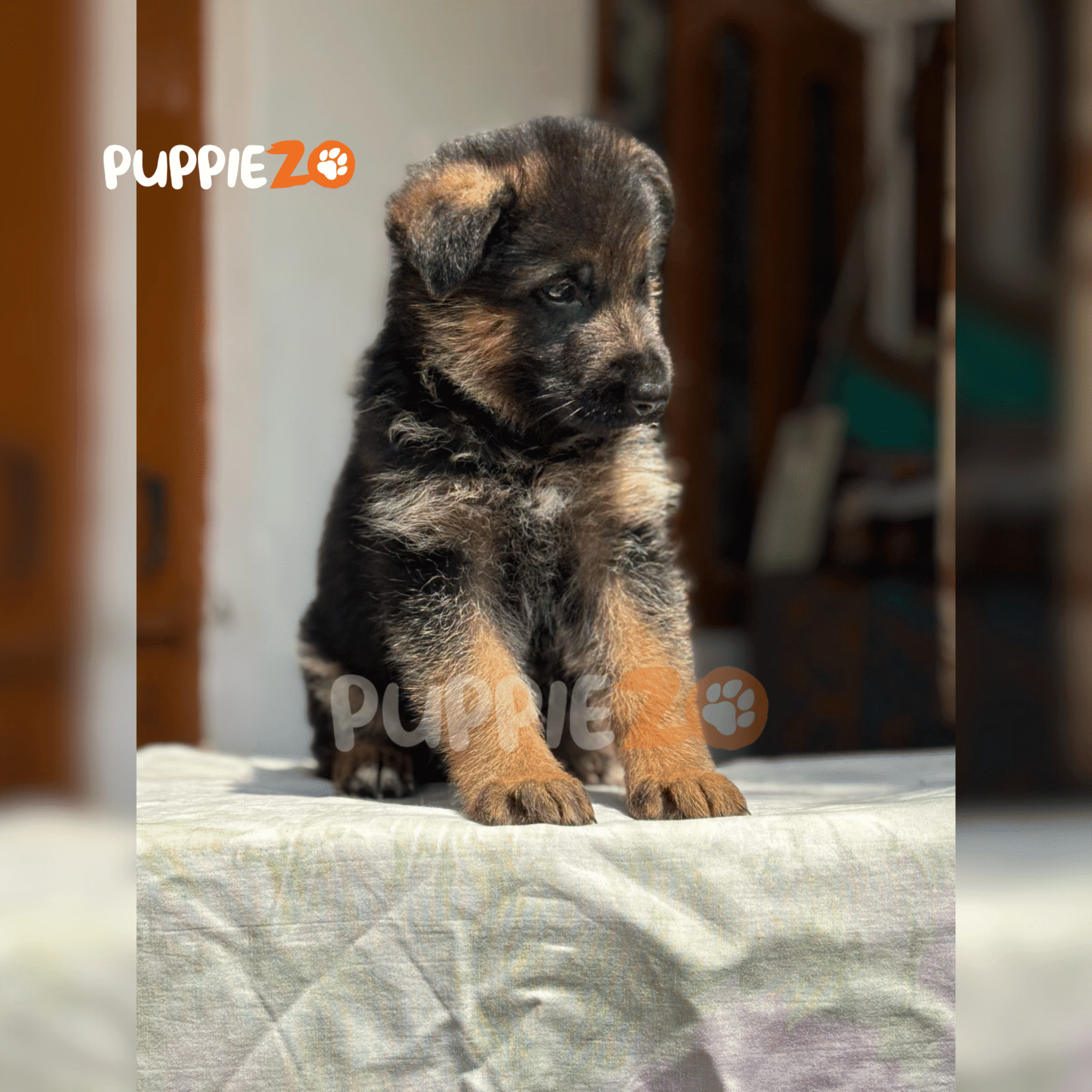 German Shepherd Long Coat Puppies For Sale in India At Best Prices ...