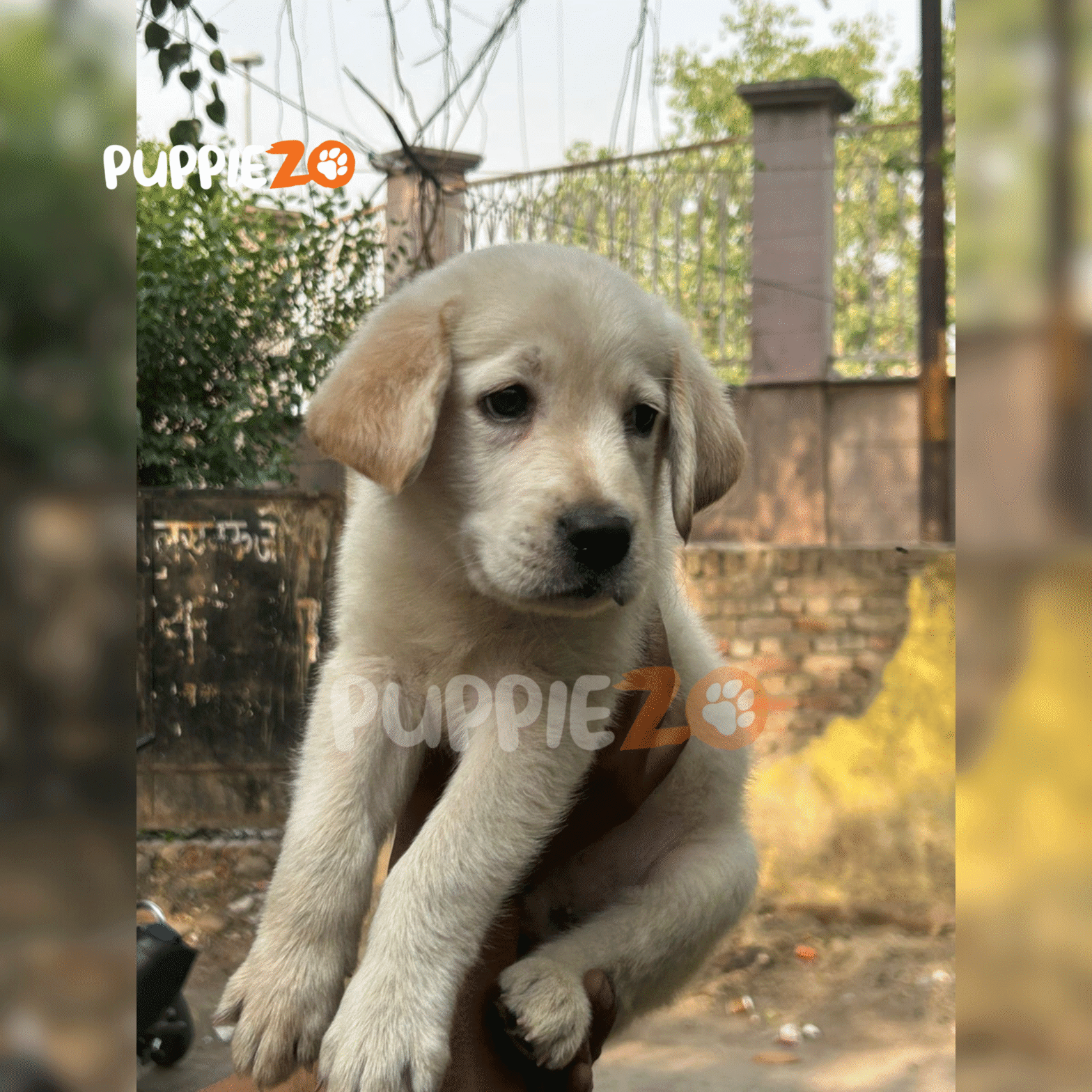 Buy Dogs Online: Puppies & Dogs For Sale in Delhi NCR, India