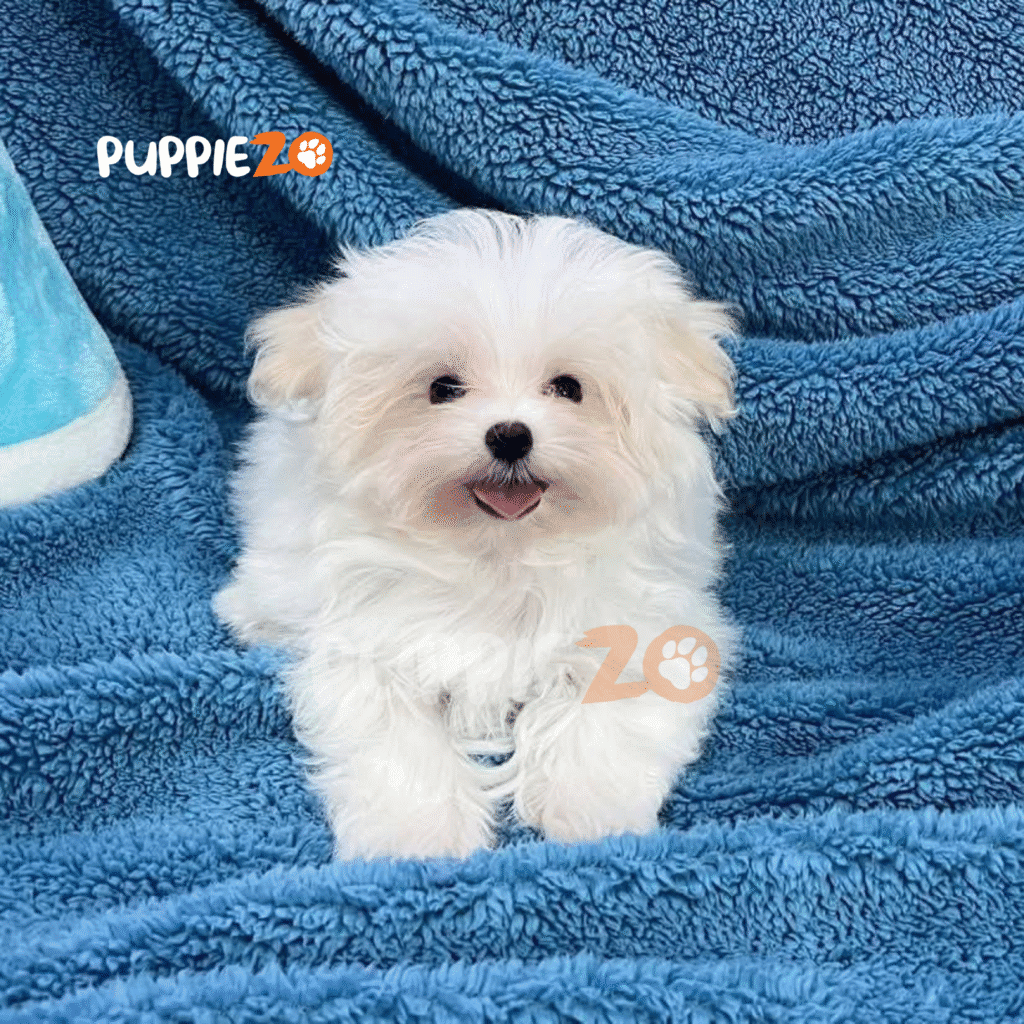 Maltese Puppies For Sale in India At Best Prices | Puppiezo