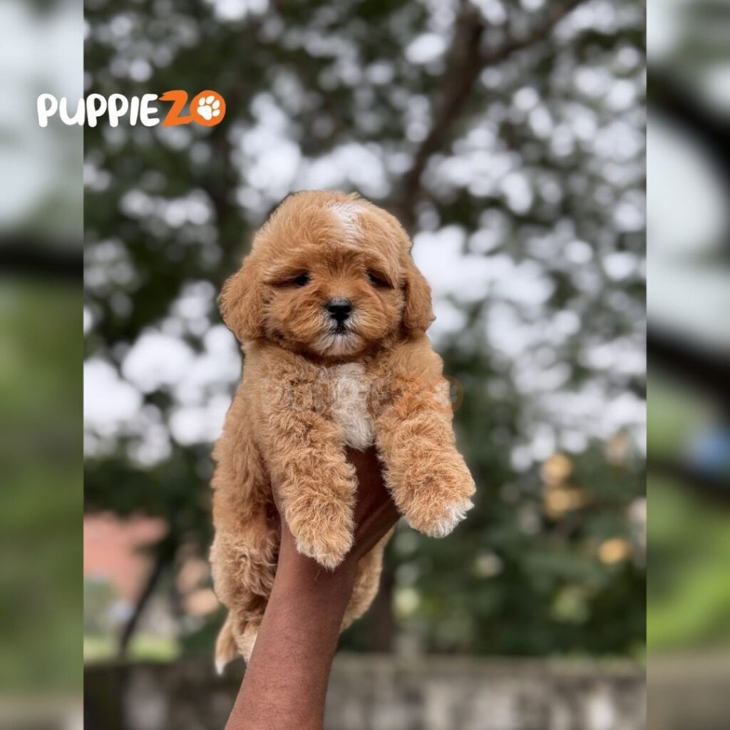 Find Purebred Puppies & Dogs for sale in India | Puppiezo