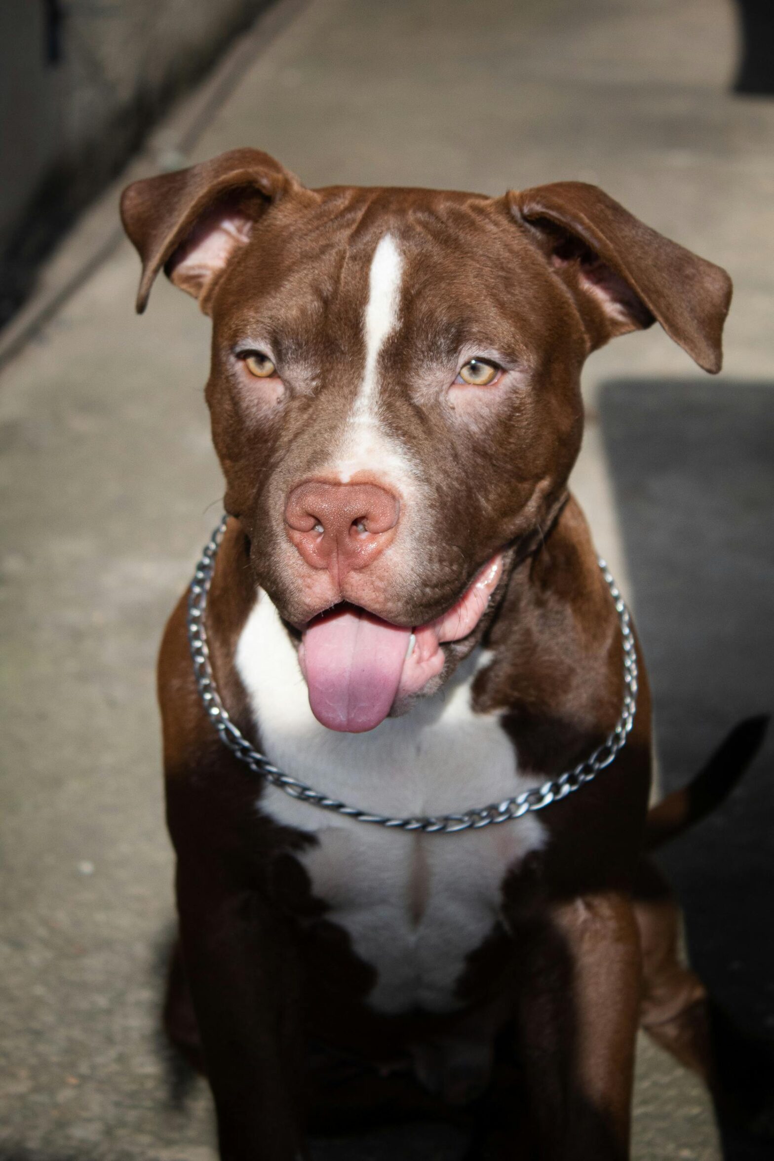 Pitbull Puppies For Sale in India At Best Prices | Puppiezo