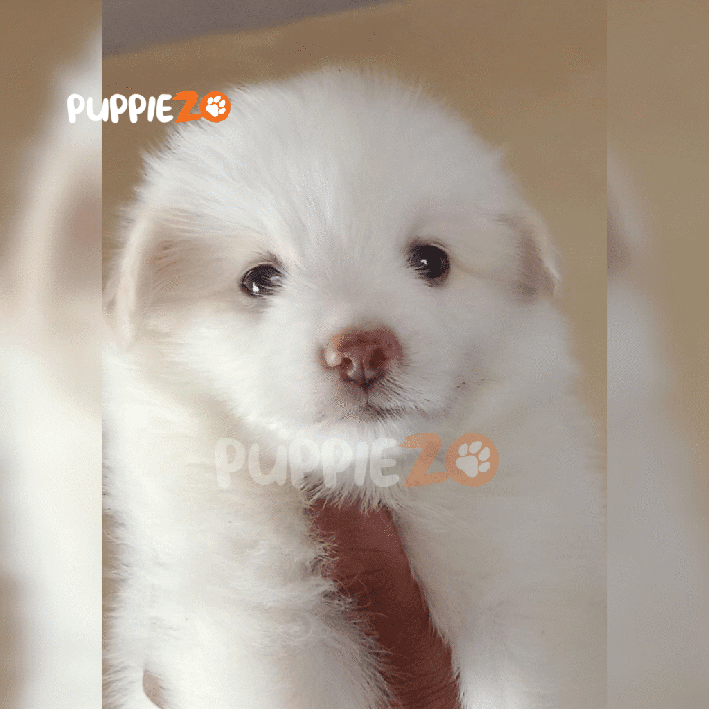 Individual Pets – Buy Unique, Purebred Puppies & Cats Online